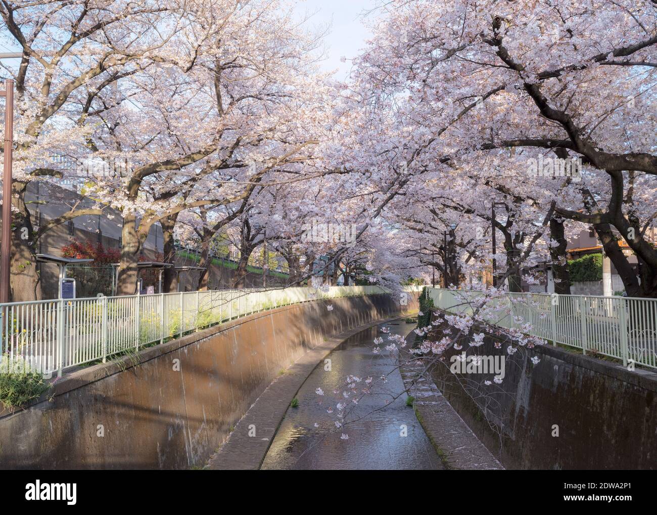 Rain, cherry trees, water hi-res stock photography and images - Alamy