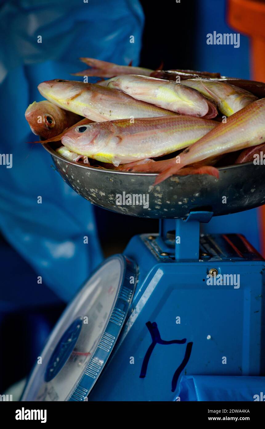 Fish seen on a weighing scale in the fish market of Muscat, Oman.Often ...