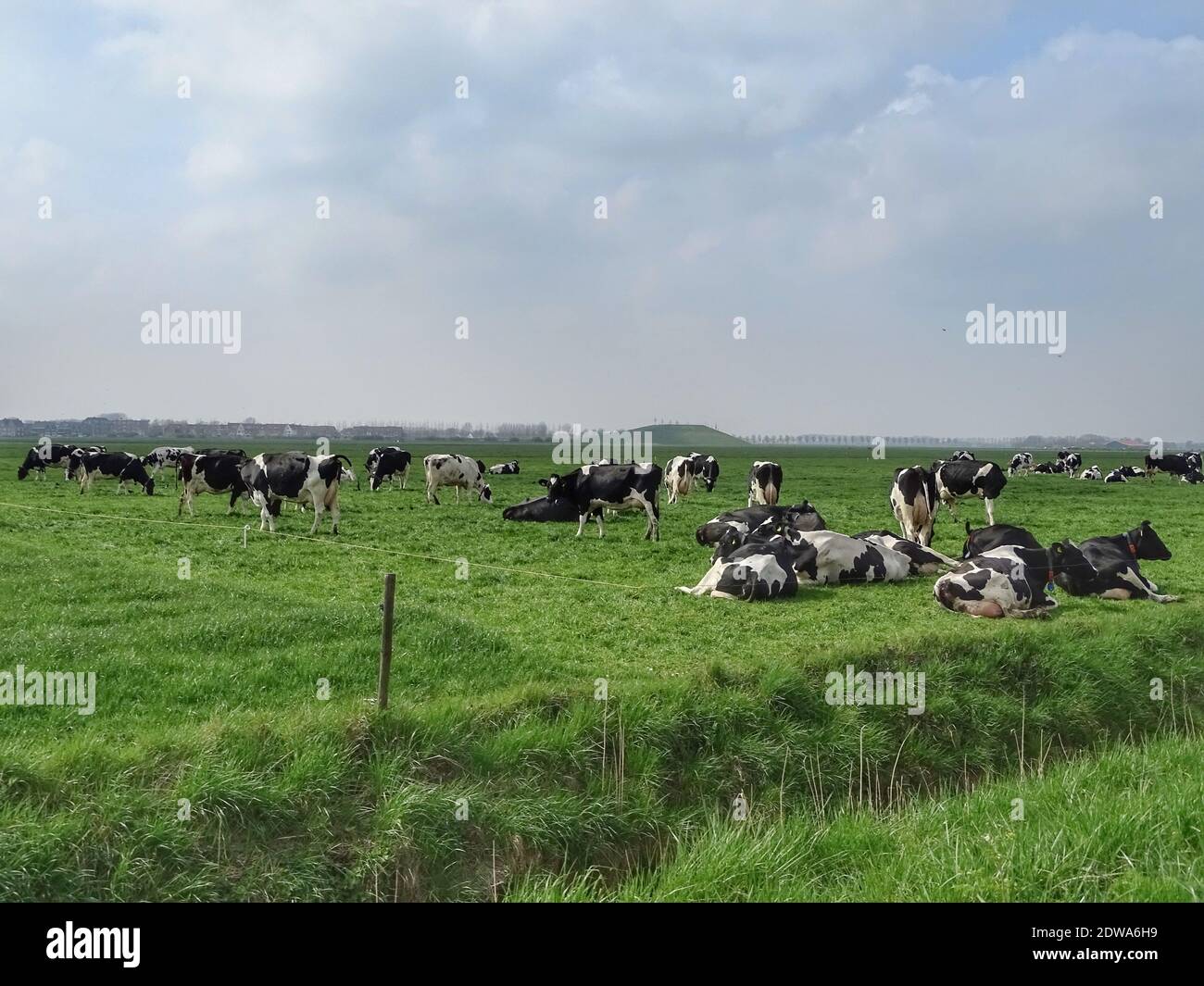 Dutch cows hi-res stock photography and images - Alamy