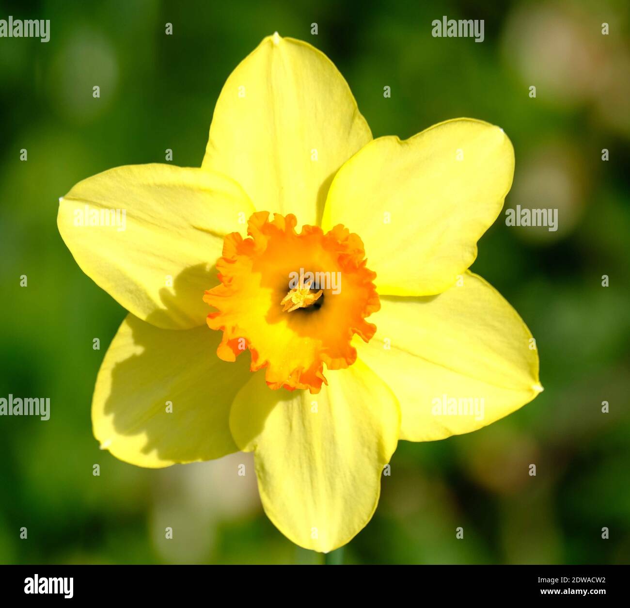 Multi head daffodil hi-res stock photography and images - Alamy