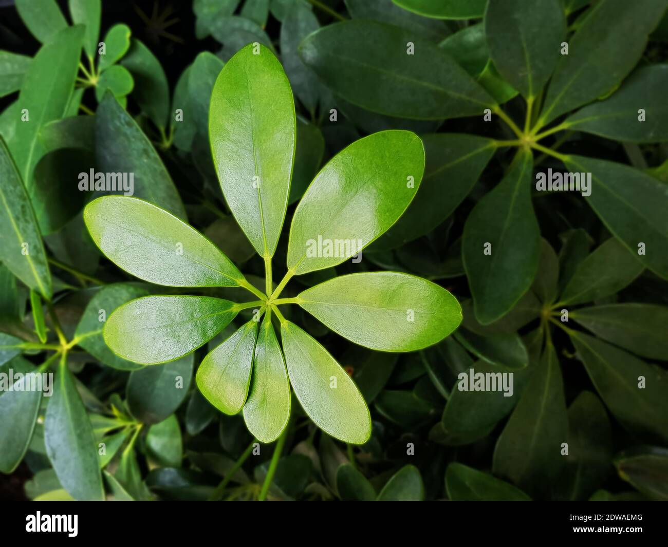 Eight Leaf High Resolution Stock Photography and Images - Alamy