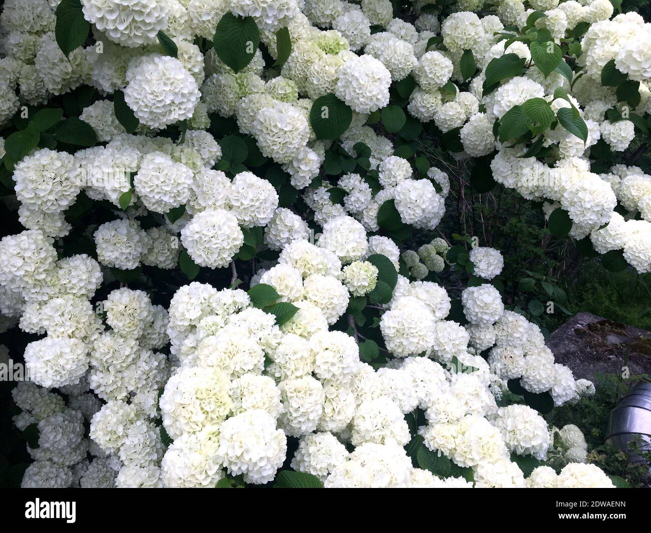 Oka plants hi-res stock photography and images - Alamy