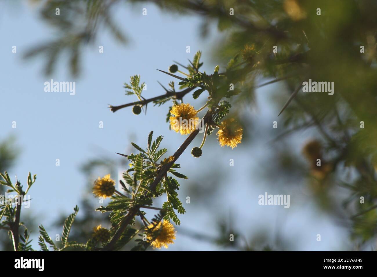 Yellow flower tree jalisco mexico hi-res stock photography and images ...