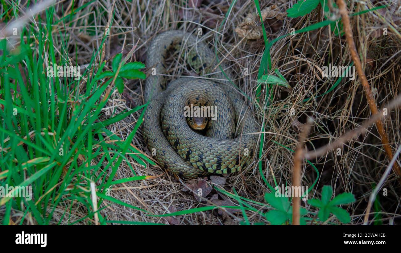 Green Adder High Resolution Stock Photography and Images - Alamy
