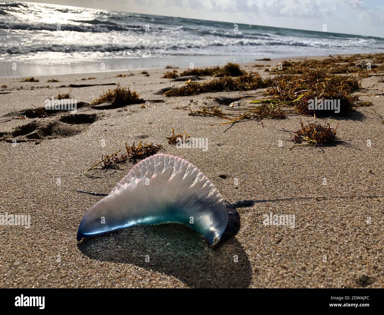 Jellyfish on land hi-res stock photography and images - Alamy