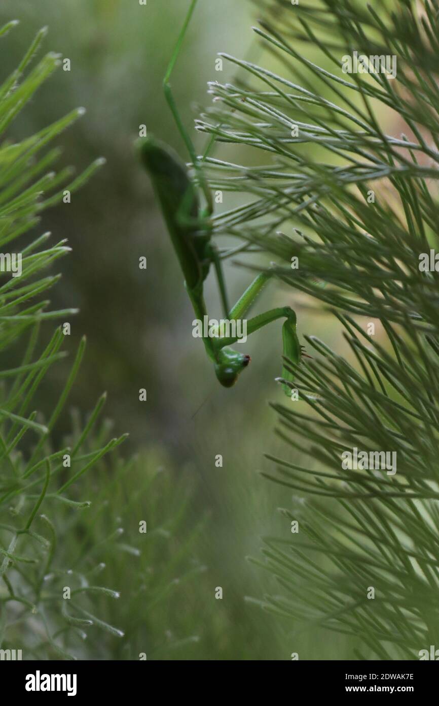 Mantis Yoga High Resolution Stock Photography and Images - Alamy