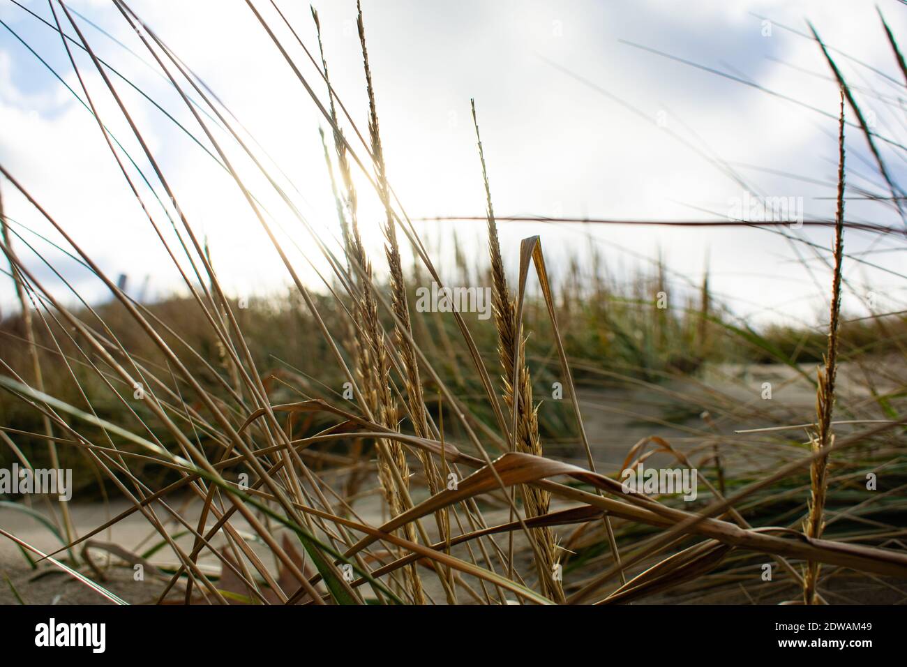 Beautiful stock hi-res stock photography and images - Alamy