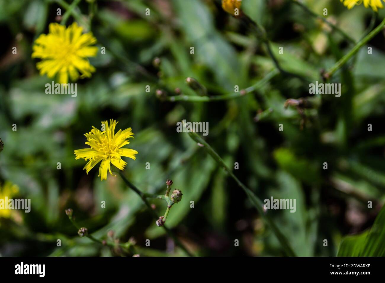 Commonly called canadian hawkweed hi-res stock photography and images ...