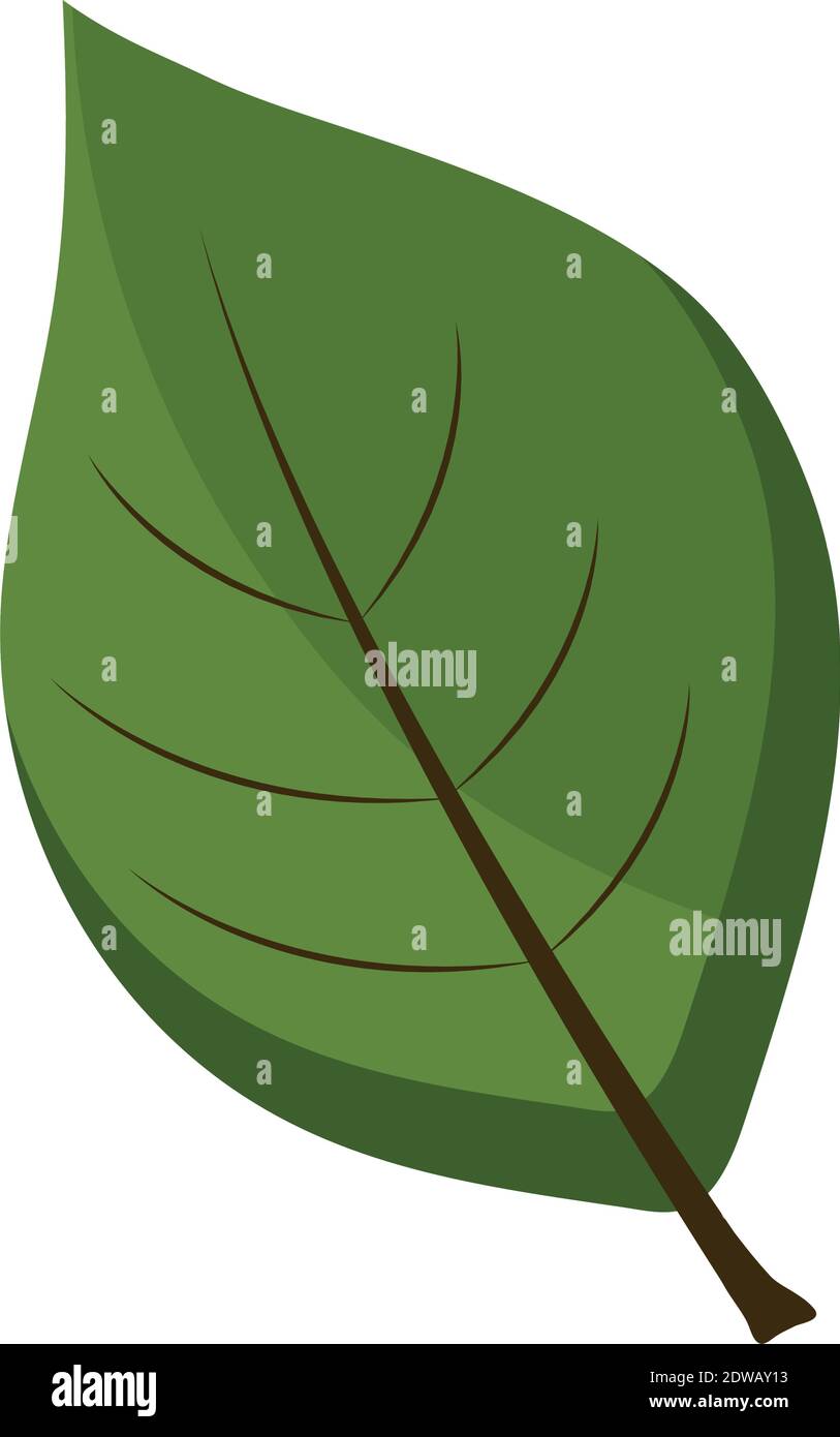 ovate form leaf plant flat style Stock Vector Image & Art - Alamy