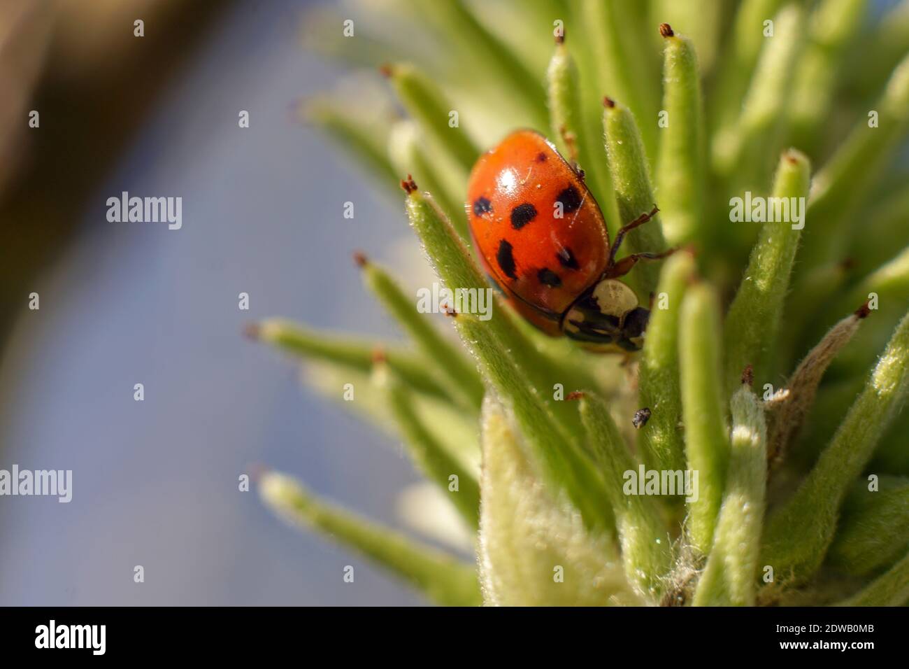 Invasive ladybug hi-res stock photography and images - Alamy