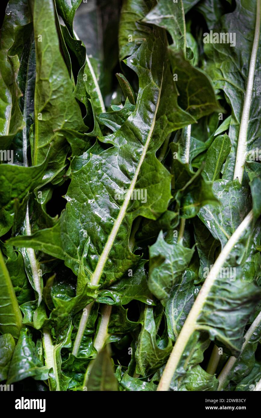 Closeup fresh chicory leaves hi-res stock photography and images - Alamy