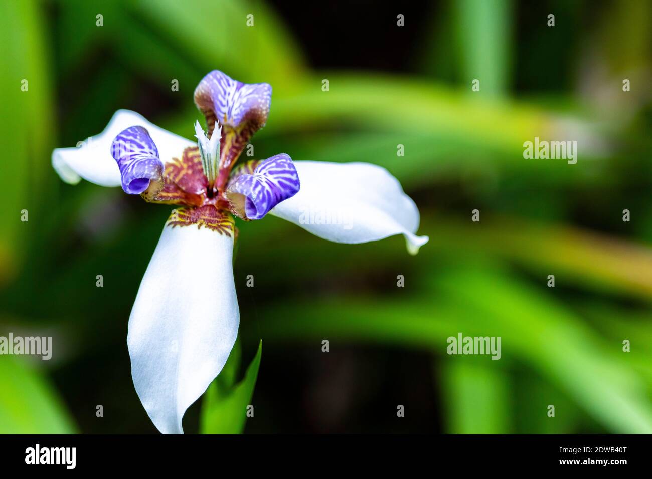 Hong kong iris hi-res stock photography and images - Alamy