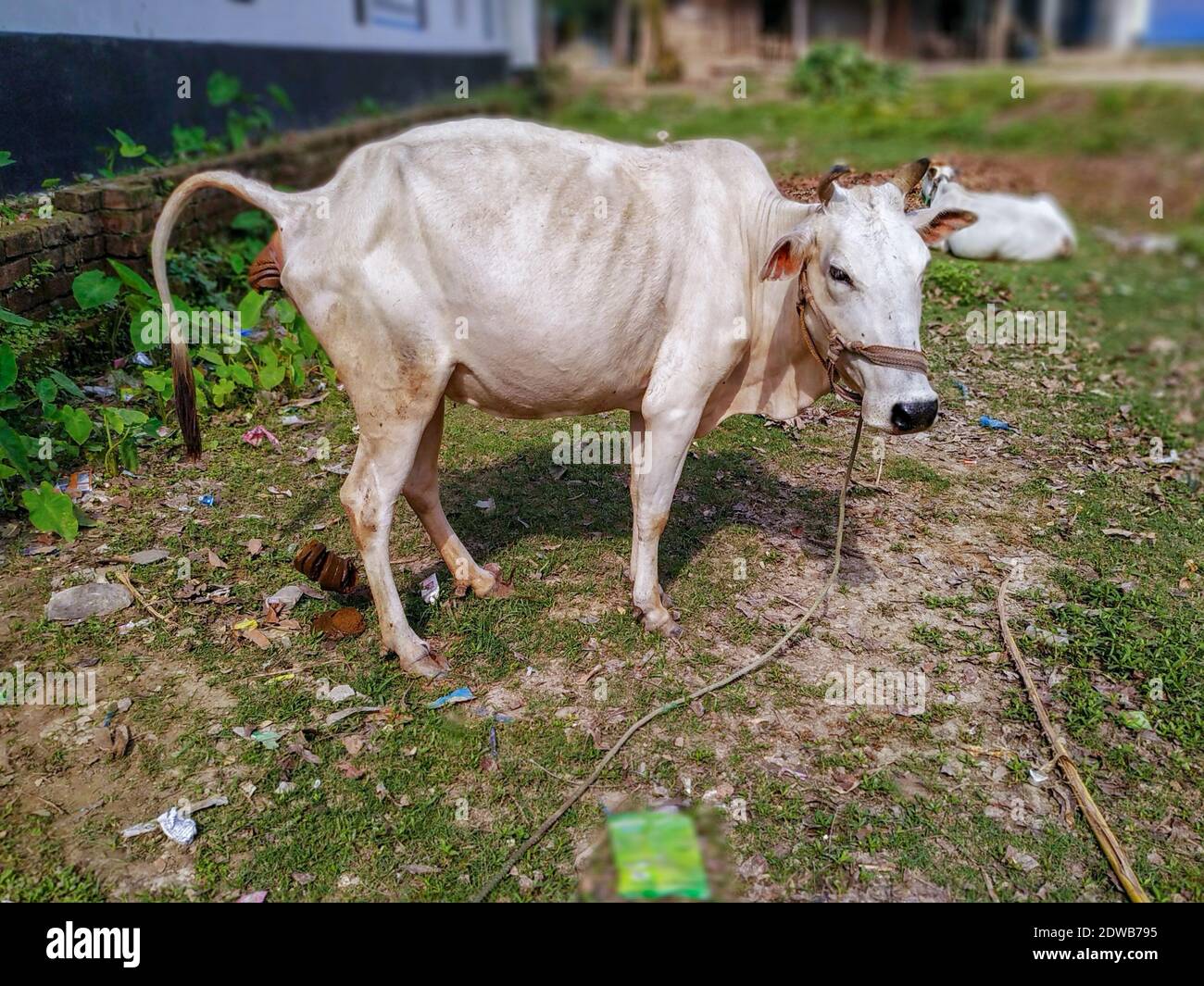 Cow cattle livestock bangladesh hi-res stock photography and images - Alamy