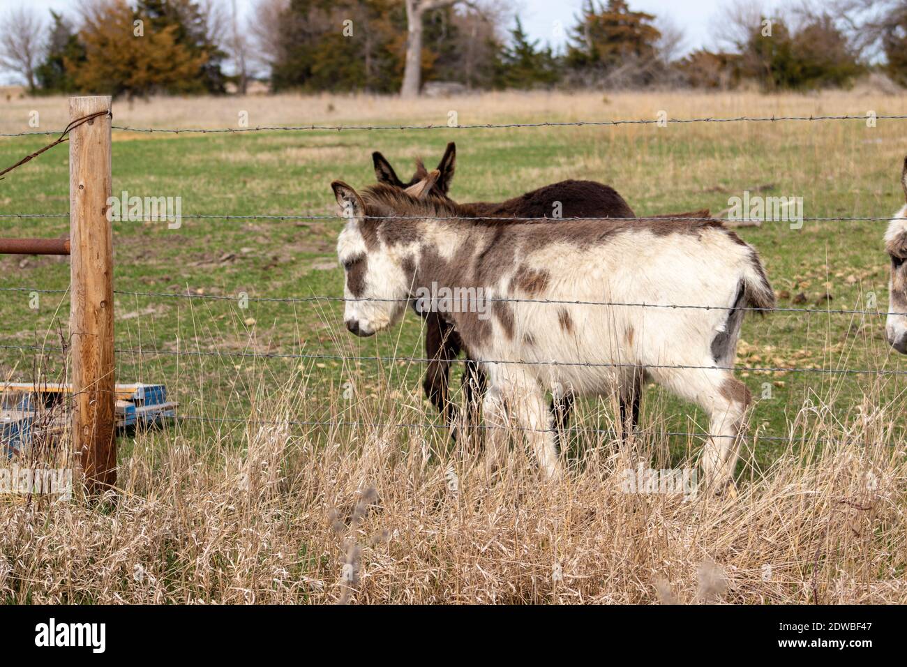 A donkeys standing on top of a grass covered field. High quality photo ...