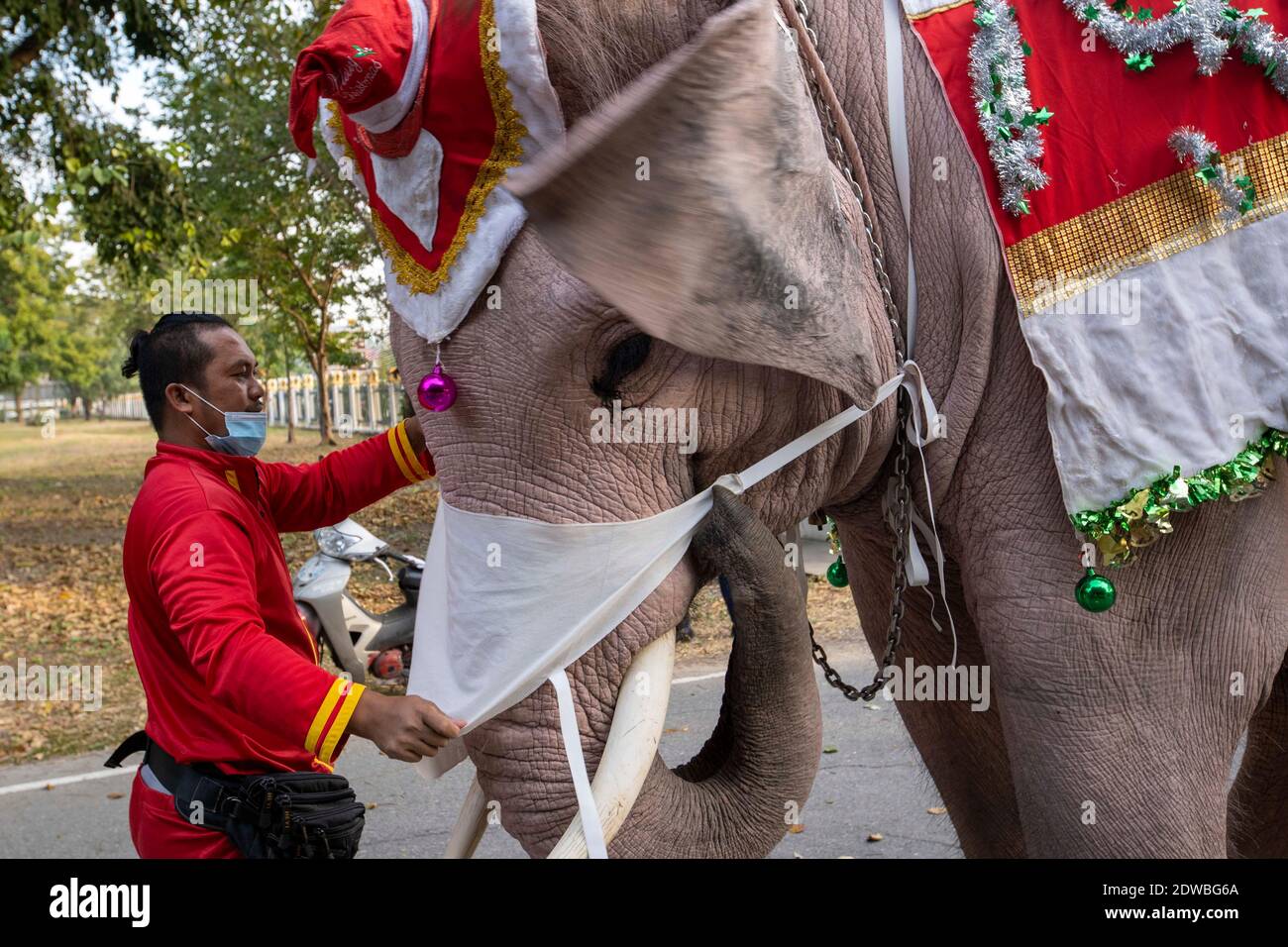 Ayutthaya, Ayutthaya, Thailand. 23rd Dec, 2020. Elephants from the ...