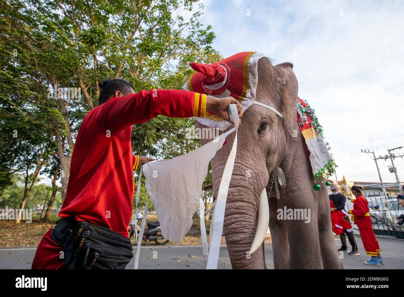 Ayutthaya, Ayutthaya, Thailand. 23rd Dec, 2020. Elephants from the ...