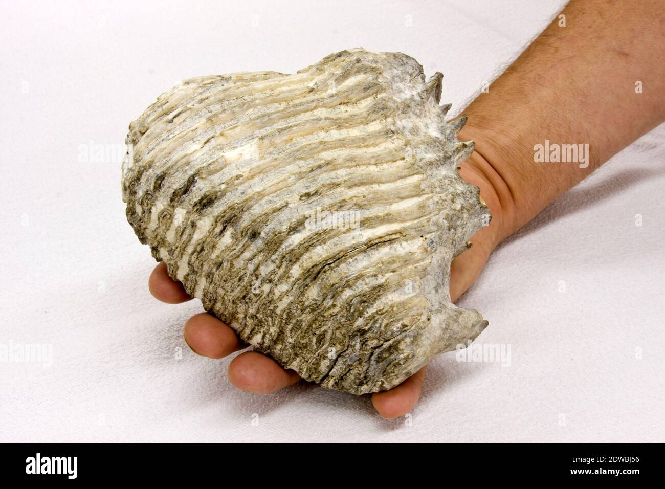 Fossil on hand hi-res stock photography and images - Alamy