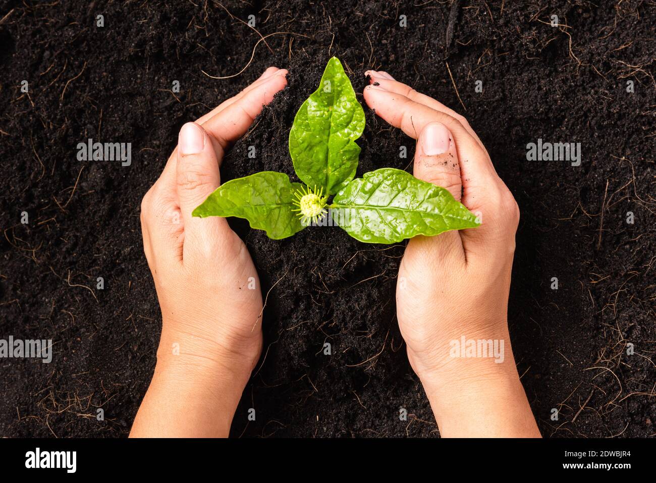 Hand of a woman planting green small plant life on compost fertile ...