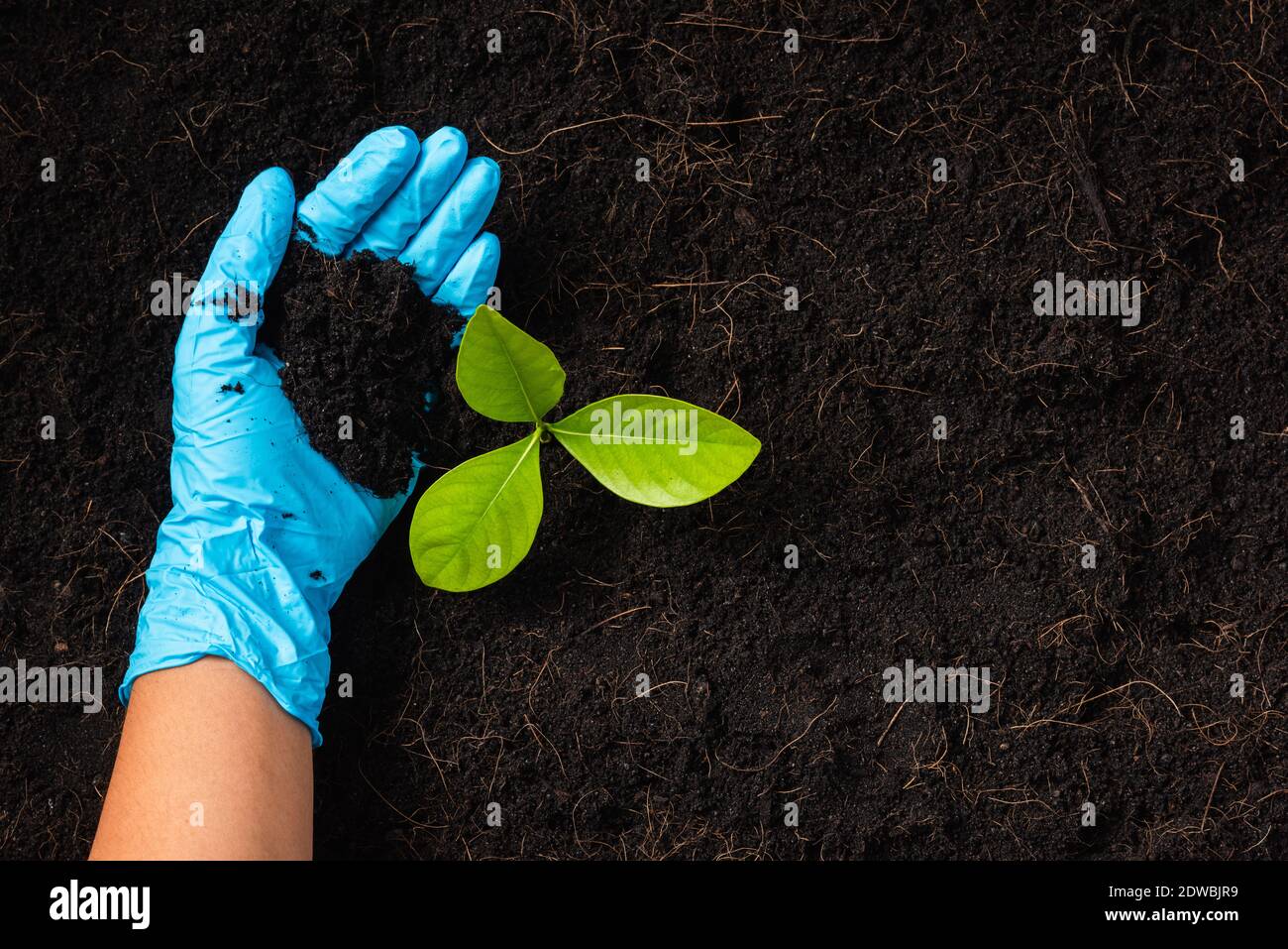 Hand of researcher woman wear rubber gloves holding compost fertile ...