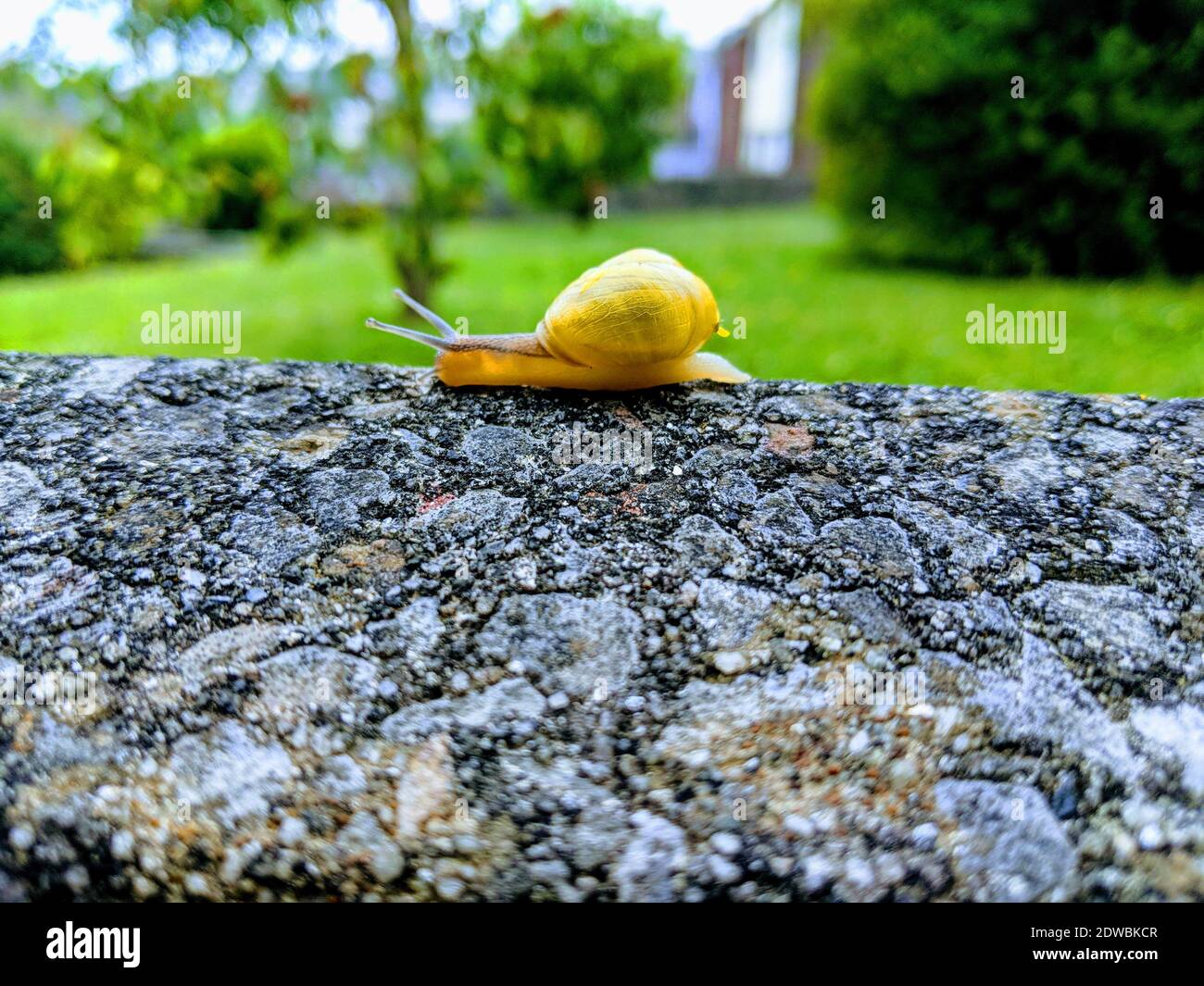 Translucent animals hi-res stock photography and images - Alamy