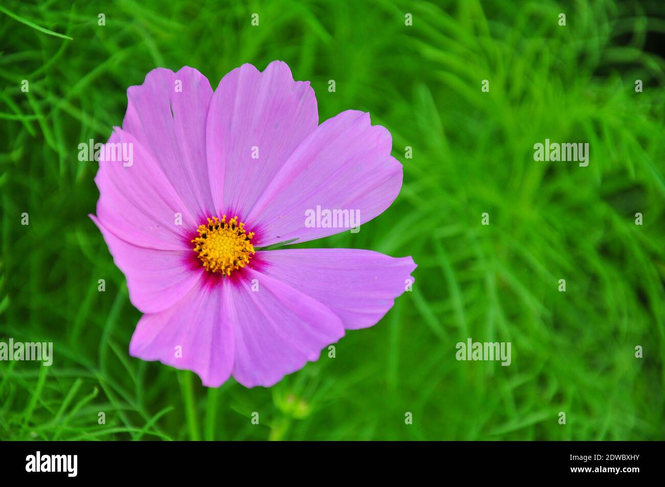 Cosmos yellow cosmos japan hi-res stock photography and images - Alamy