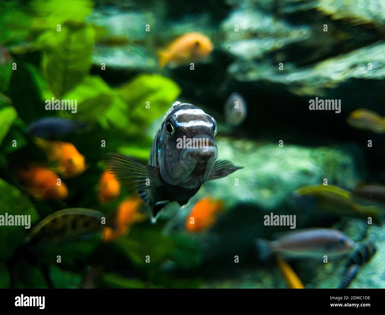 A close-up of the face of a cute-looking fish Stock Photo - Alamy