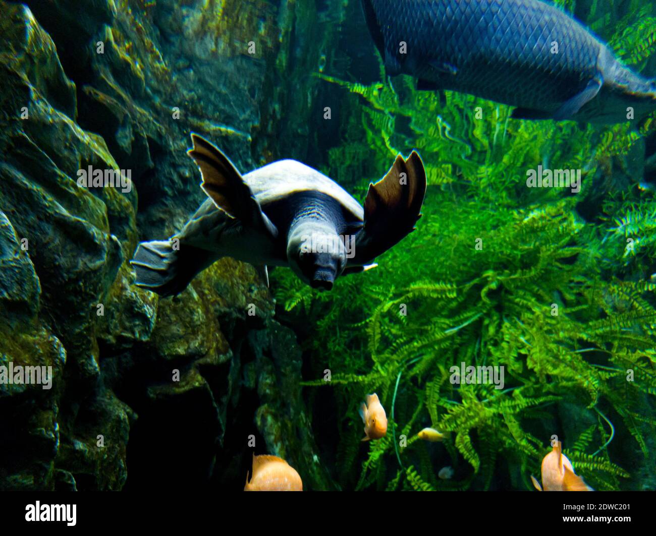 The flying tortoise hi-res stock photography and images - Alamy