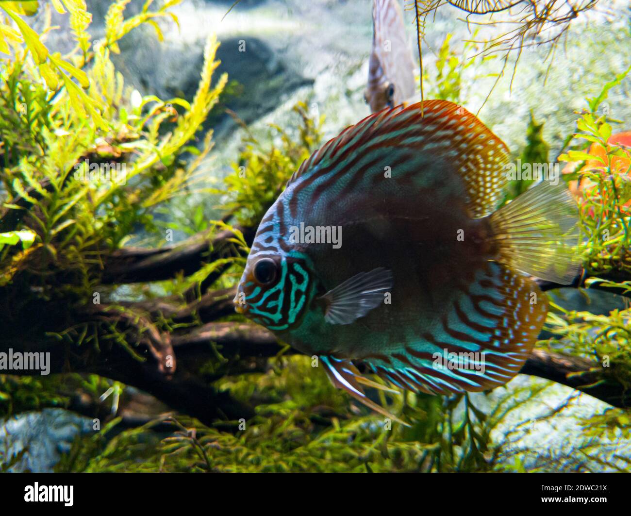 A pretty fish with a peculiar pattern and blue light Stock Photo - Alamy