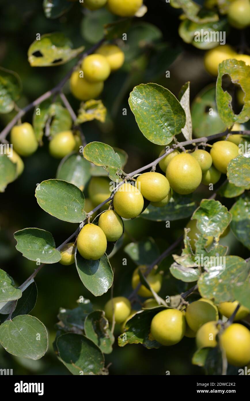 Indian jujube tree hi-res stock photography and images - Alamy