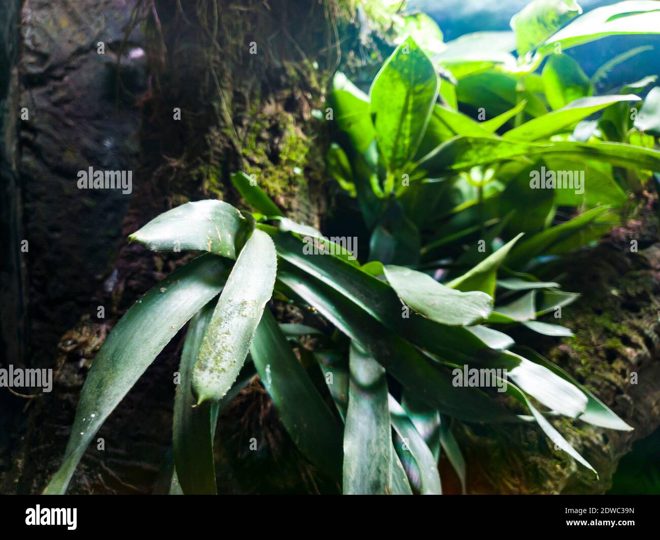 Broad-leaf grass and surroundings illuminated by bright light Stock ...