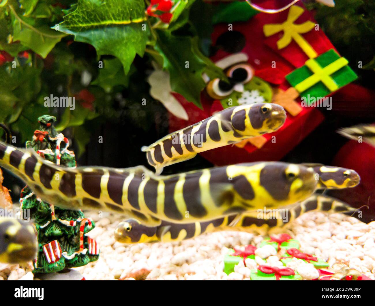 Christmas atmosphere enjoyed by spotless yellow eels Stock Photo - Alamy