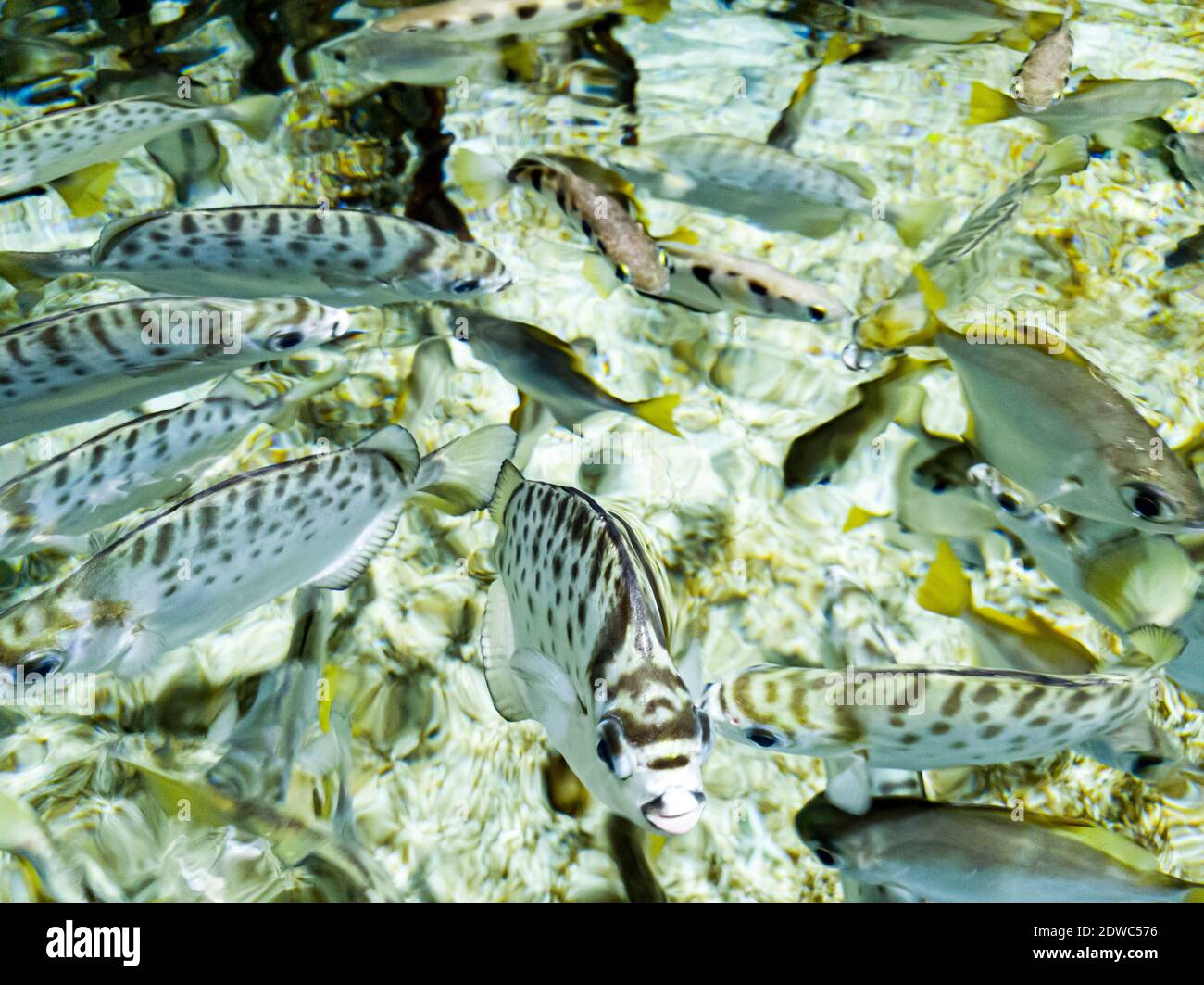 Free fish in clear water Stock Photo - Alamy