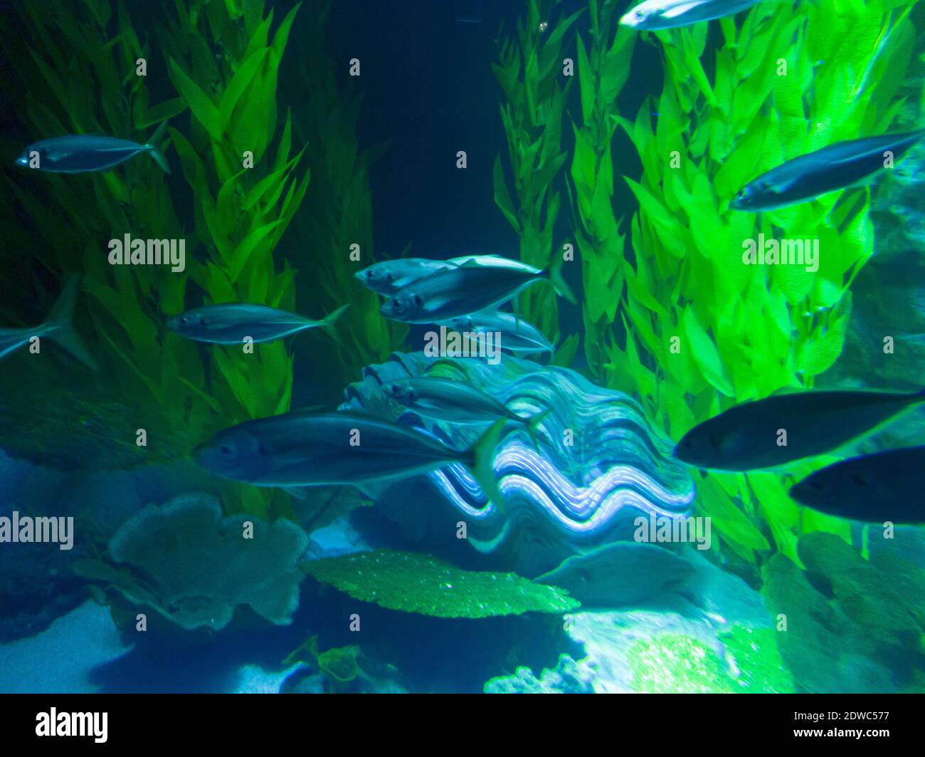 Front view of a large clam and fish in a dreamy atmosphere Stock Photo ...