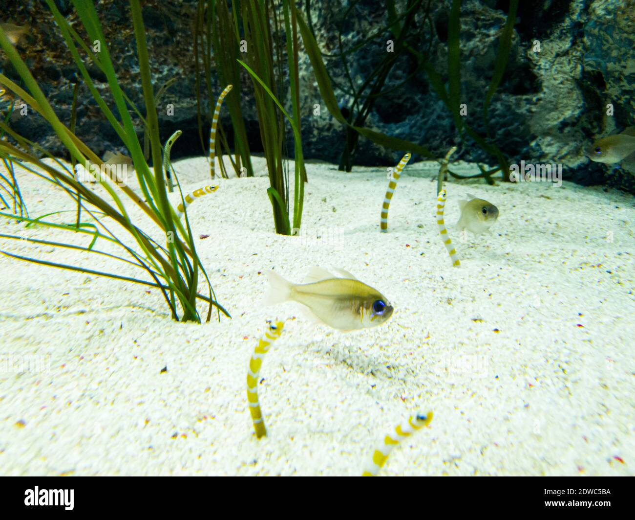 Garden eel and fish on the white sand Stock Photo - Alamy