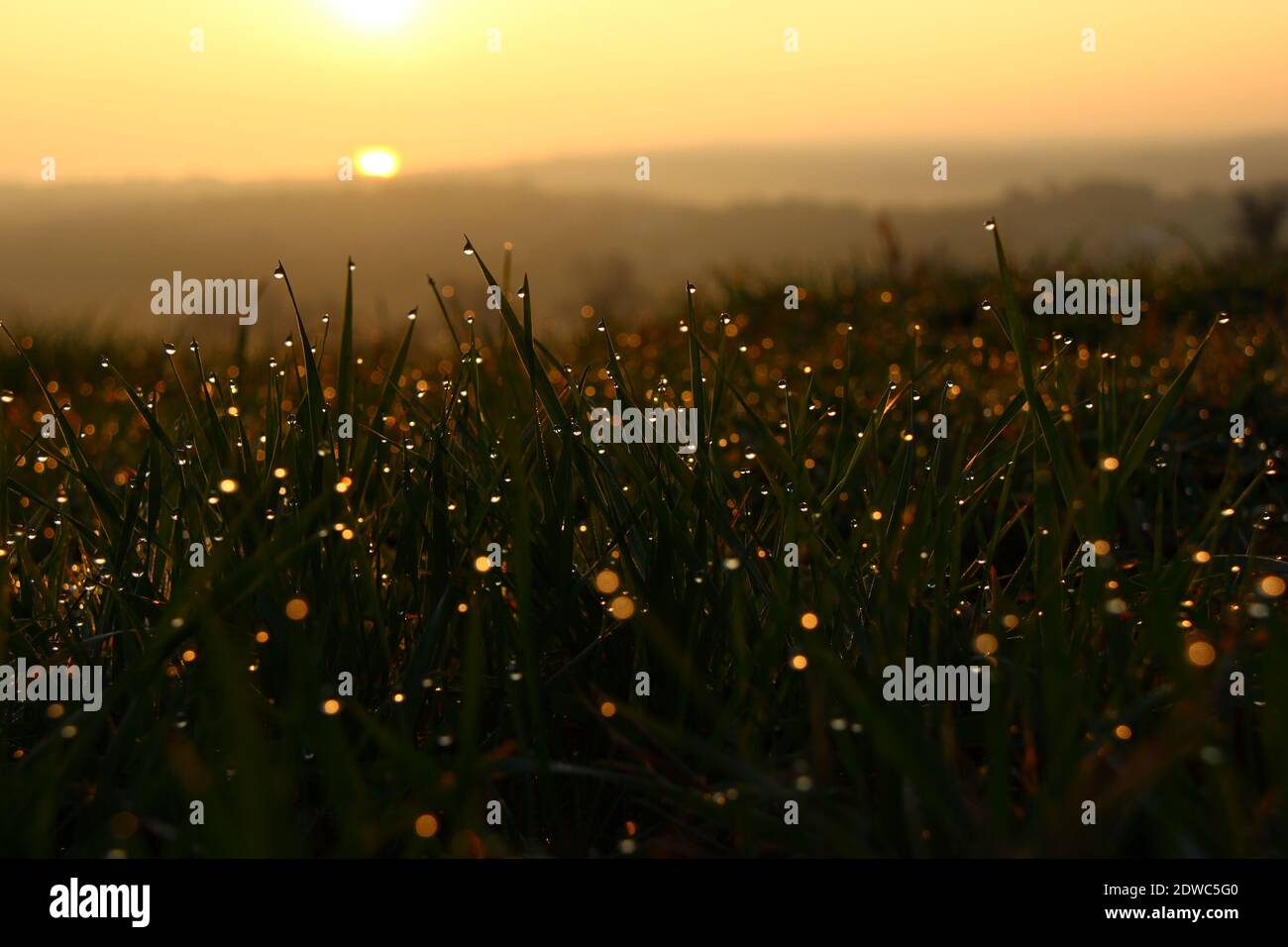 Southern sun drops hi-res stock photography and images - Alamy