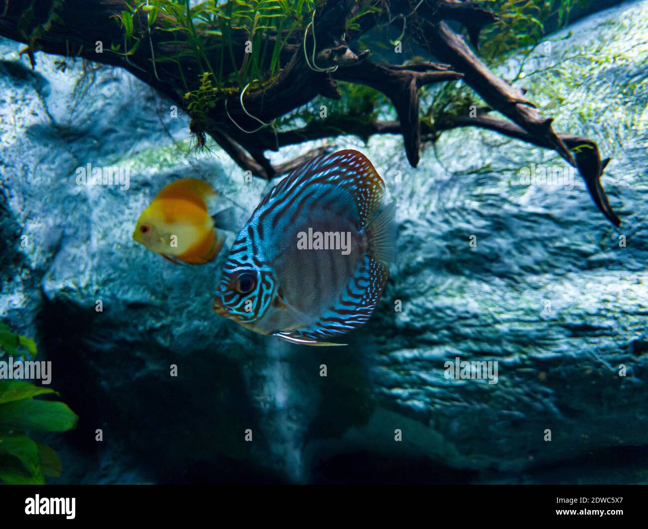 Iridescent Fish and One Orange Fish Stock Photo - Alamy