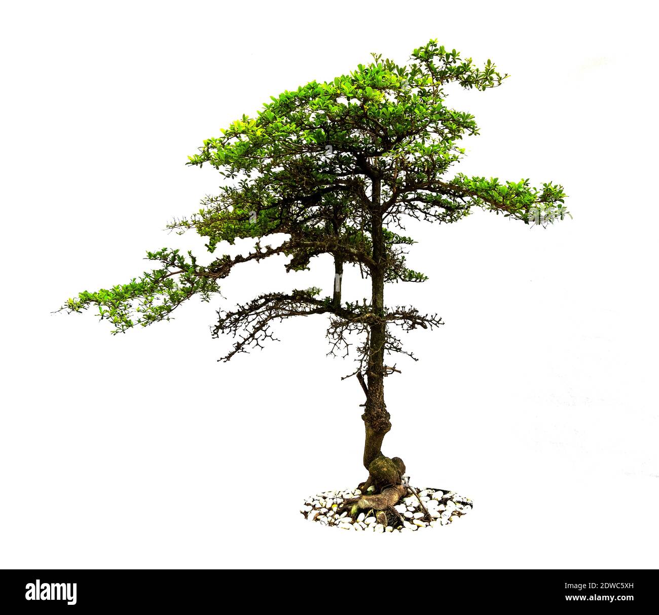 Tree branch cut out hi-res stock photography and images - Alamy