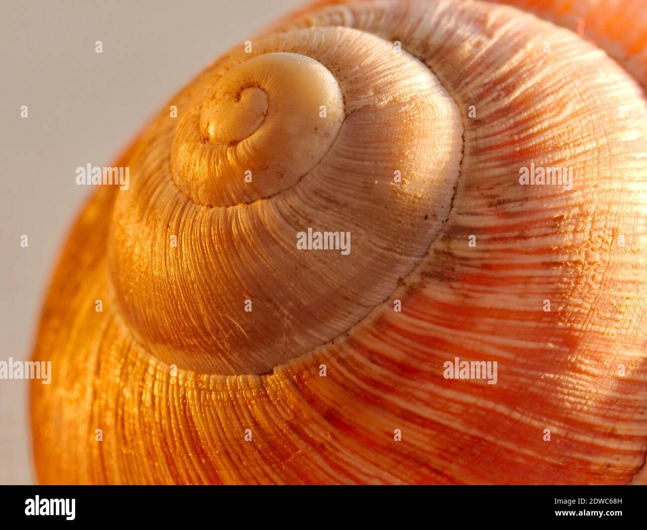 Seashell Fungus High Resolution Stock Photography and Images - Alamy