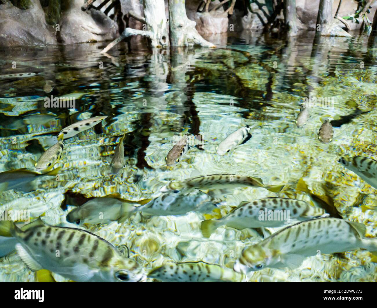 Fish in clear water hi-res stock photography and images - Alamy
