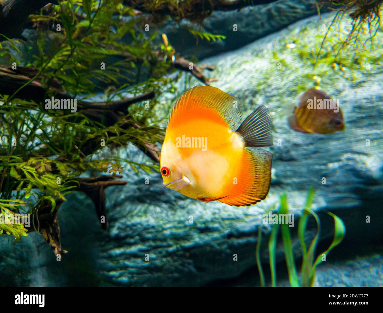 Pretty Orange Fish and Fish Around Stock Photo - Alamy