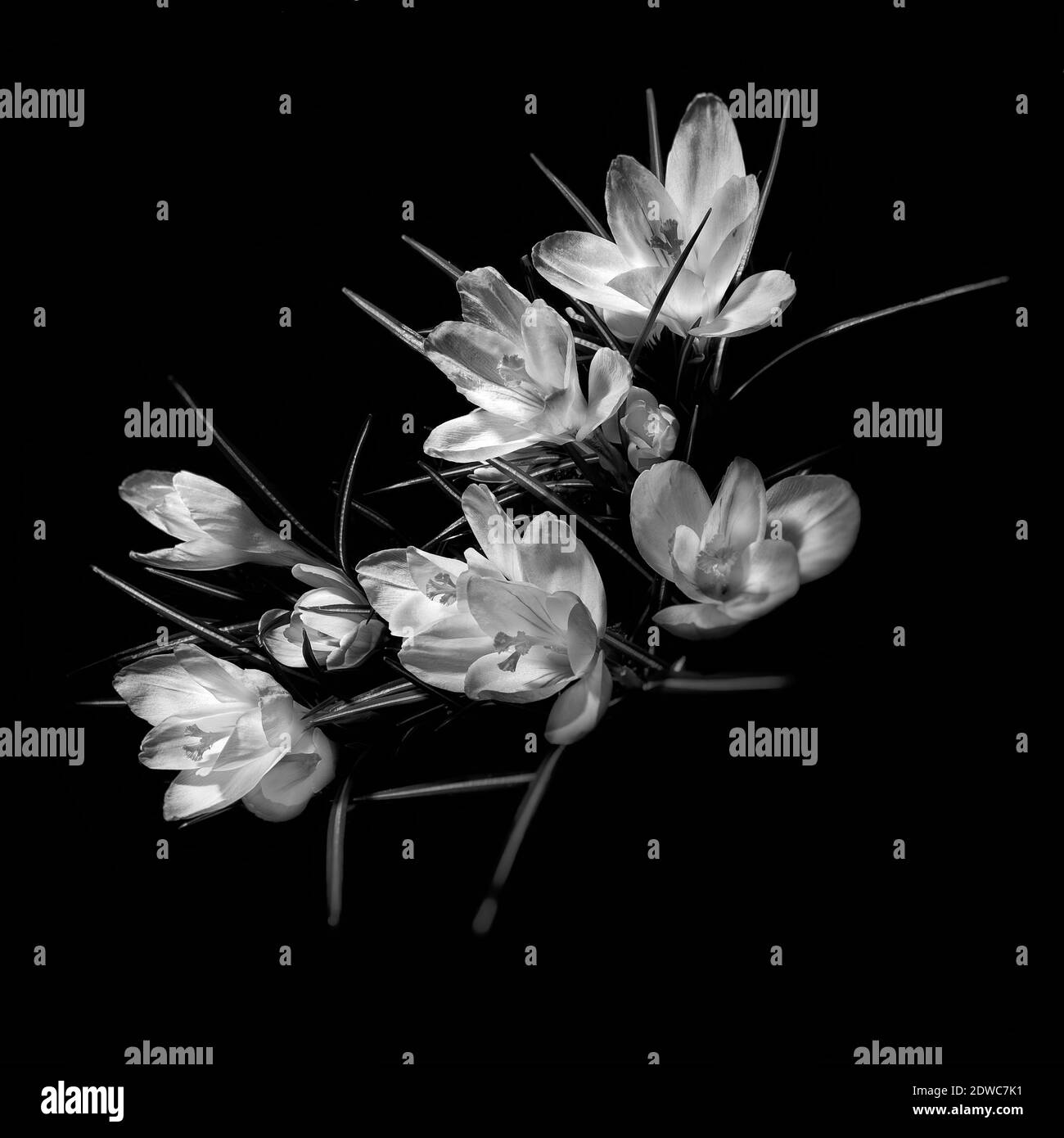 Crocus Black and White Stock Photos & Images - Alamy