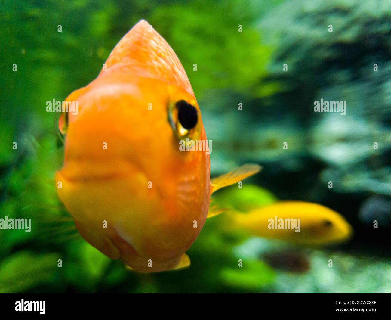 Super close-up of the face of a cute orange fish Stock Photo - Alamy