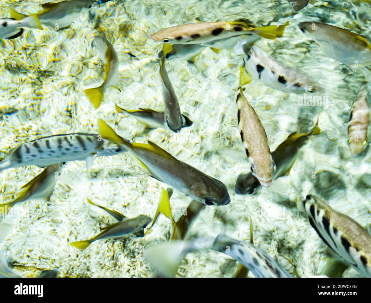 The appearance and relaxation of free fish in clear water Stock Photo ...
