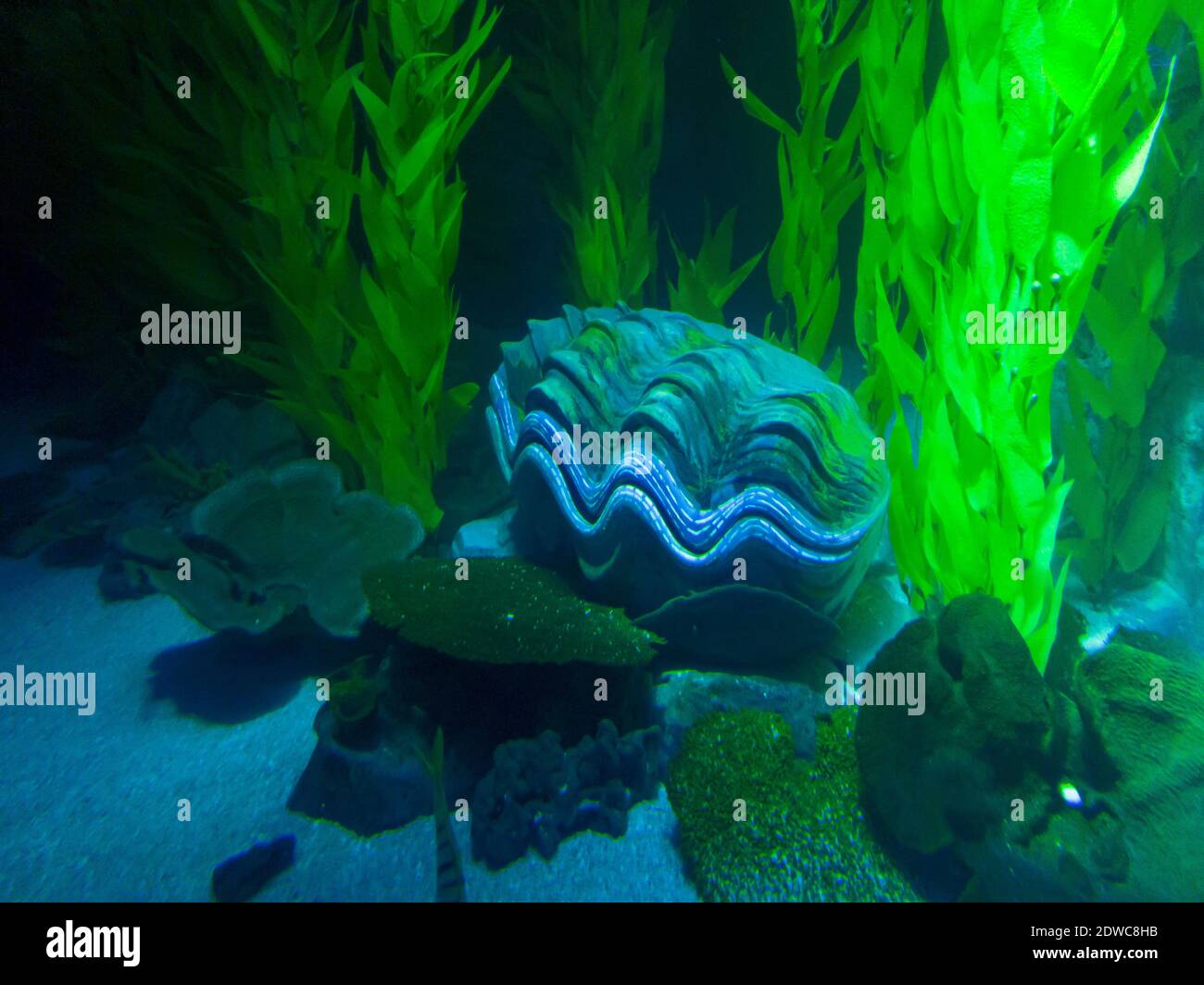 The dreamy atmosphere of a large seashell in deep blue water Stock ...