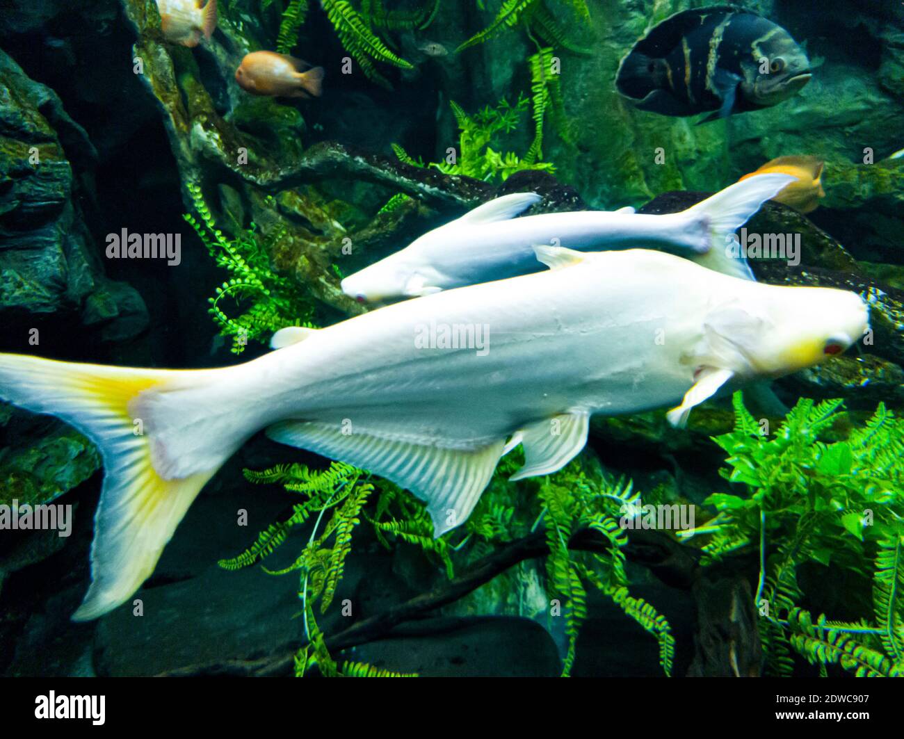 The graceful appearance of two white fish Stock Photo - Alamy