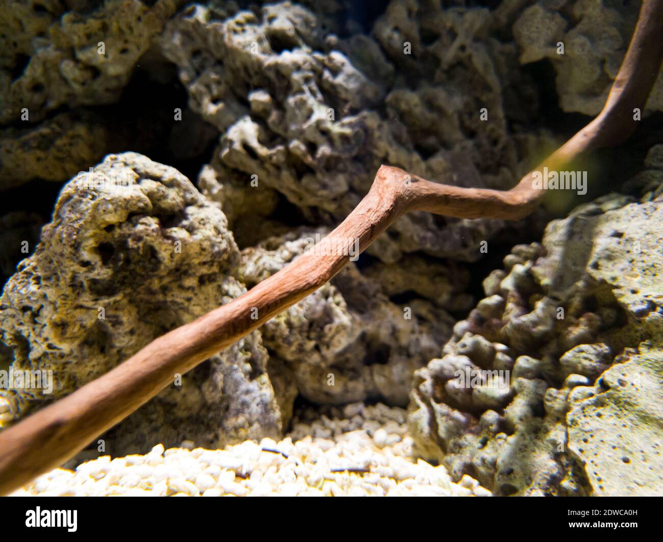 The serene appearance of a tree branch around the rock Stock Photo - Alamy