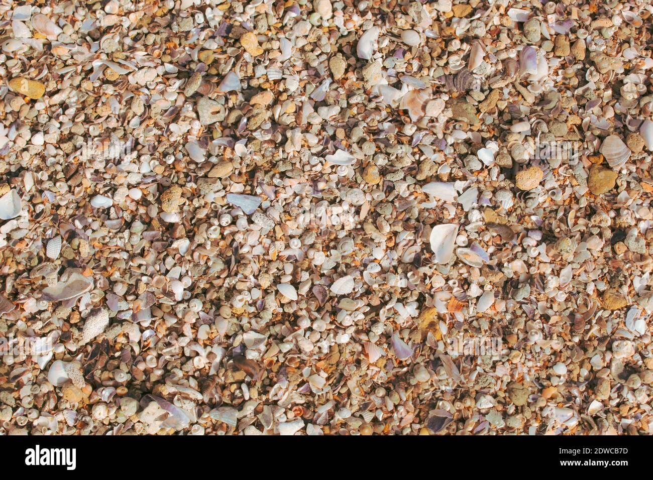 Abalone Shell On Beach High Resolution Stock Photography and Images - Alamy