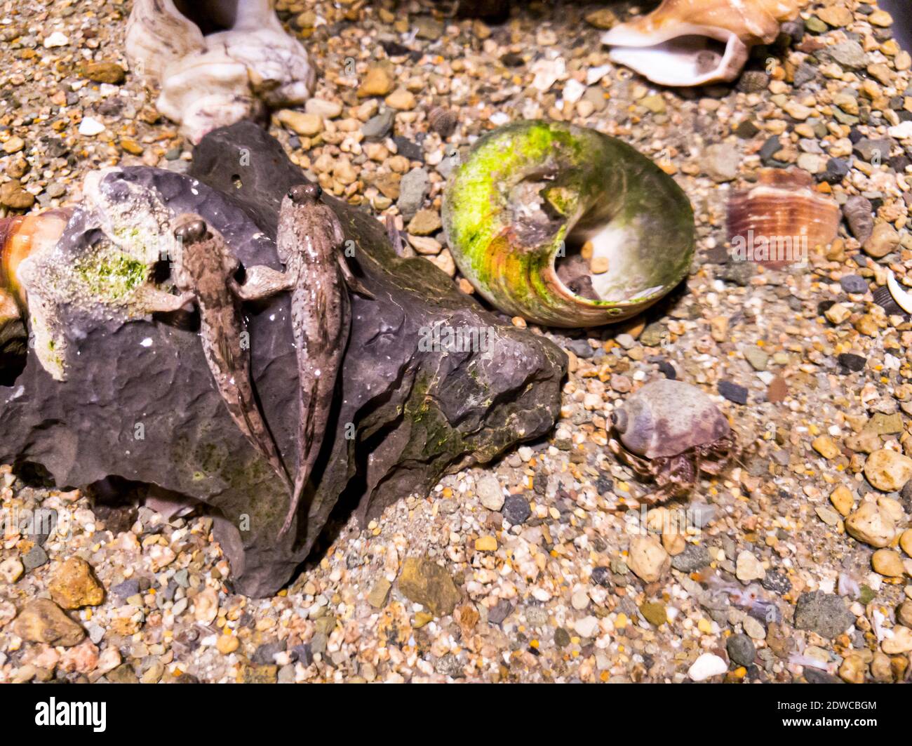Two amphibious fish resting on sand and stones Stock Photo - Alamy