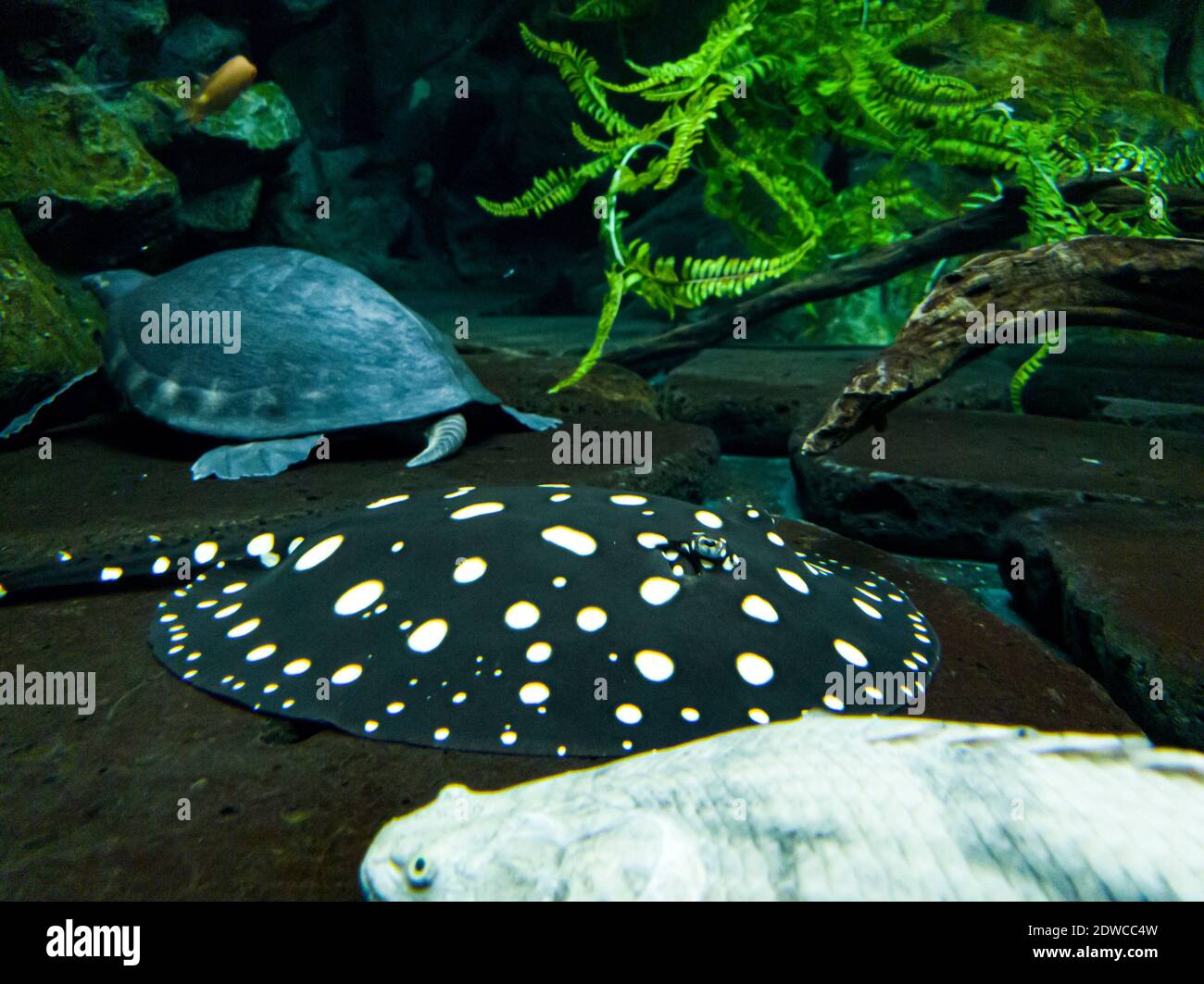 Freshwater stingray hi-res stock photography and images - Alamy