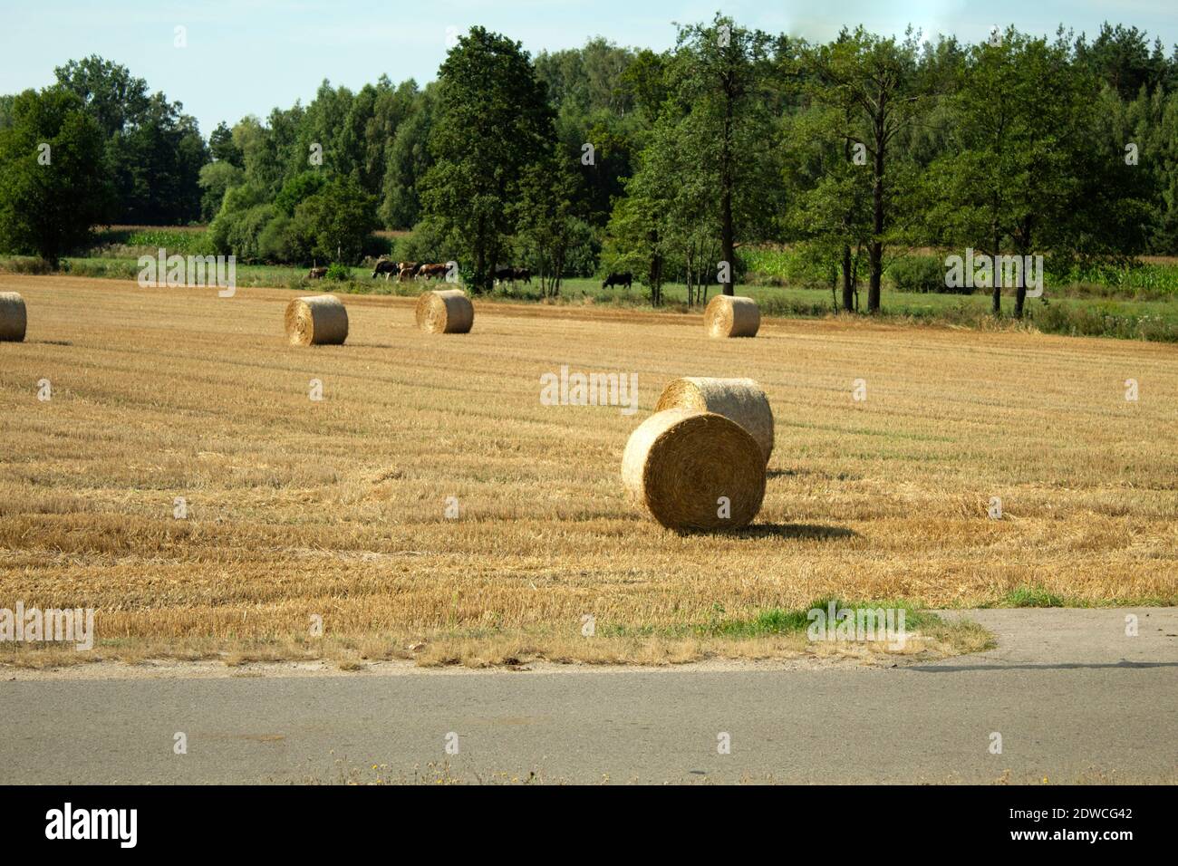 Round bales of straw on the field. Field landscape bales of straw on a ...